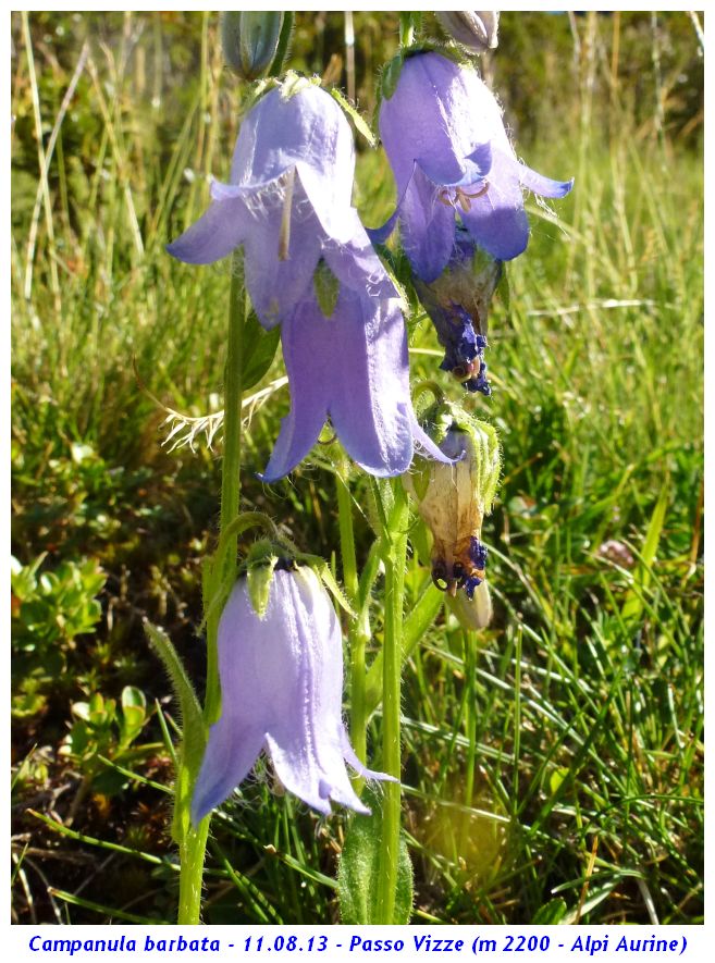 Campanula barbata
